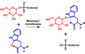 C-Mannosylation – Blog pi